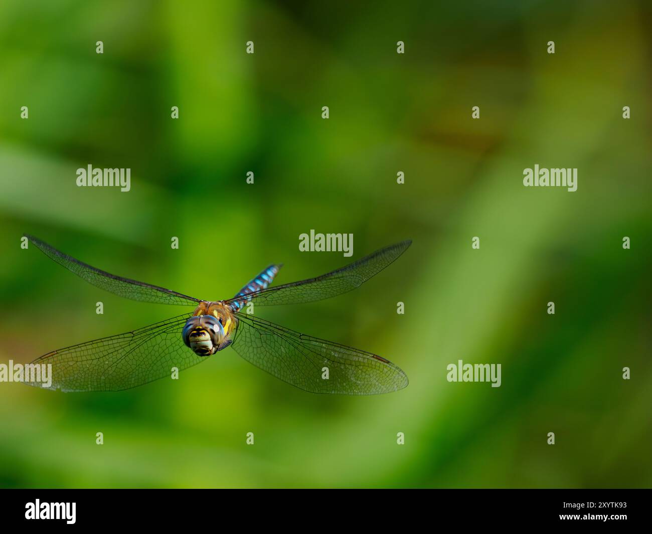 Southern Migrant hawker dragonfly in flight and hovering Stock Photo ...