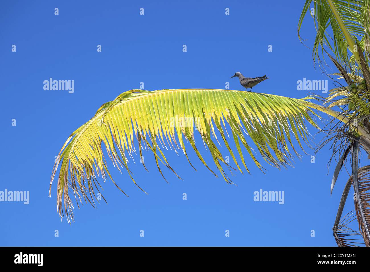 Palm leaf is occupied with bird, private island, bird island ...
