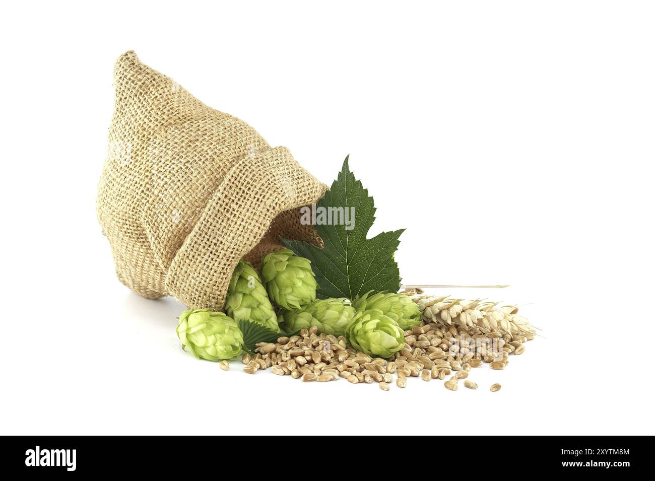 Bag full of hops and wheat isolated on white background, important ...