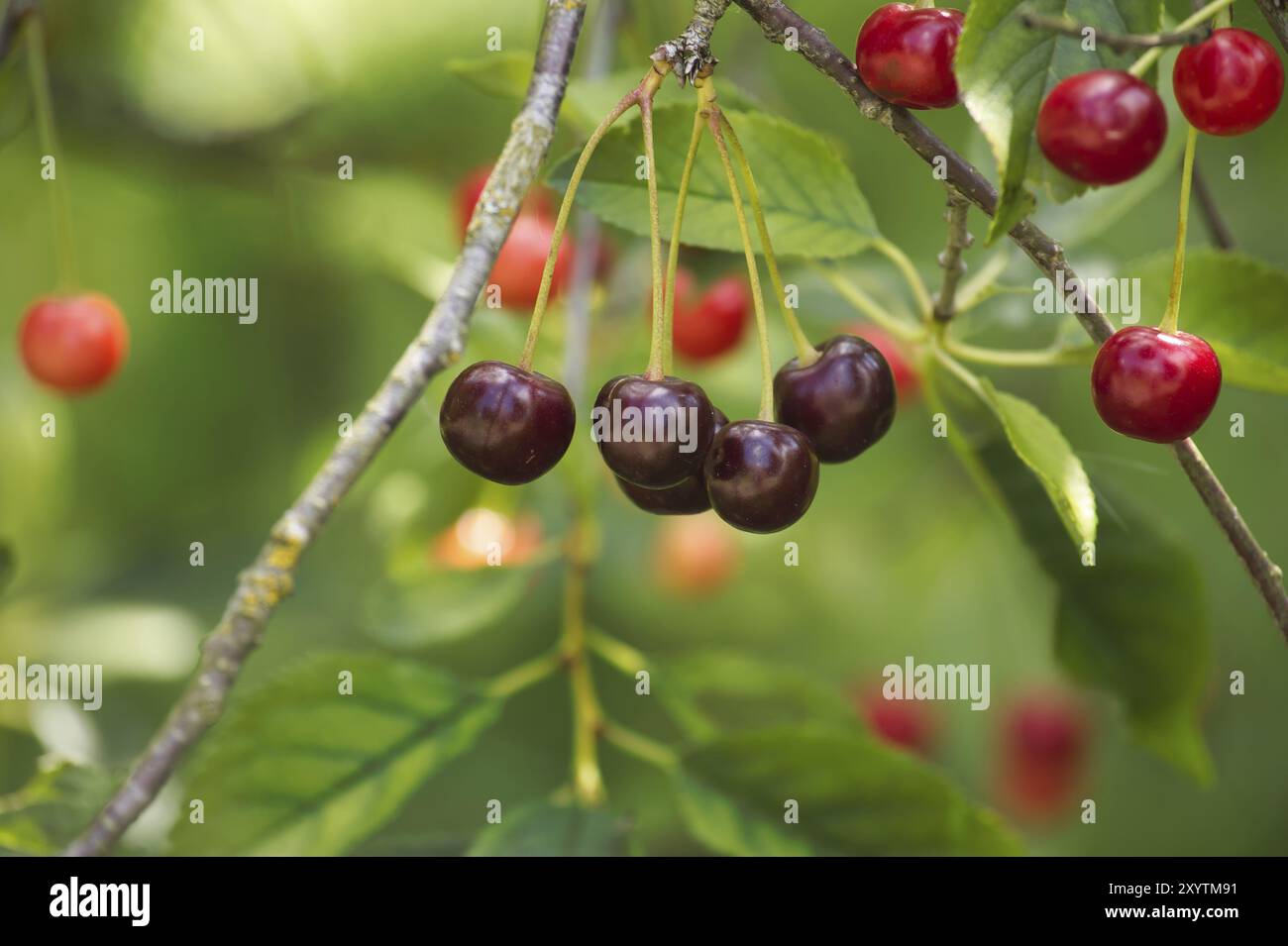 Clusters of bright red cherries in various stages of ripeness, hanging ...