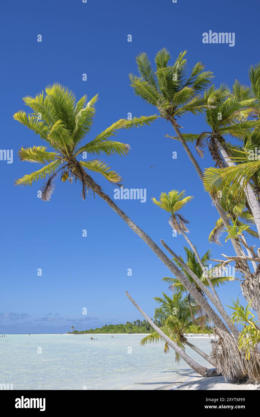 Coconut palms (Cocos nucifera) stretch towards the sun, private island ...