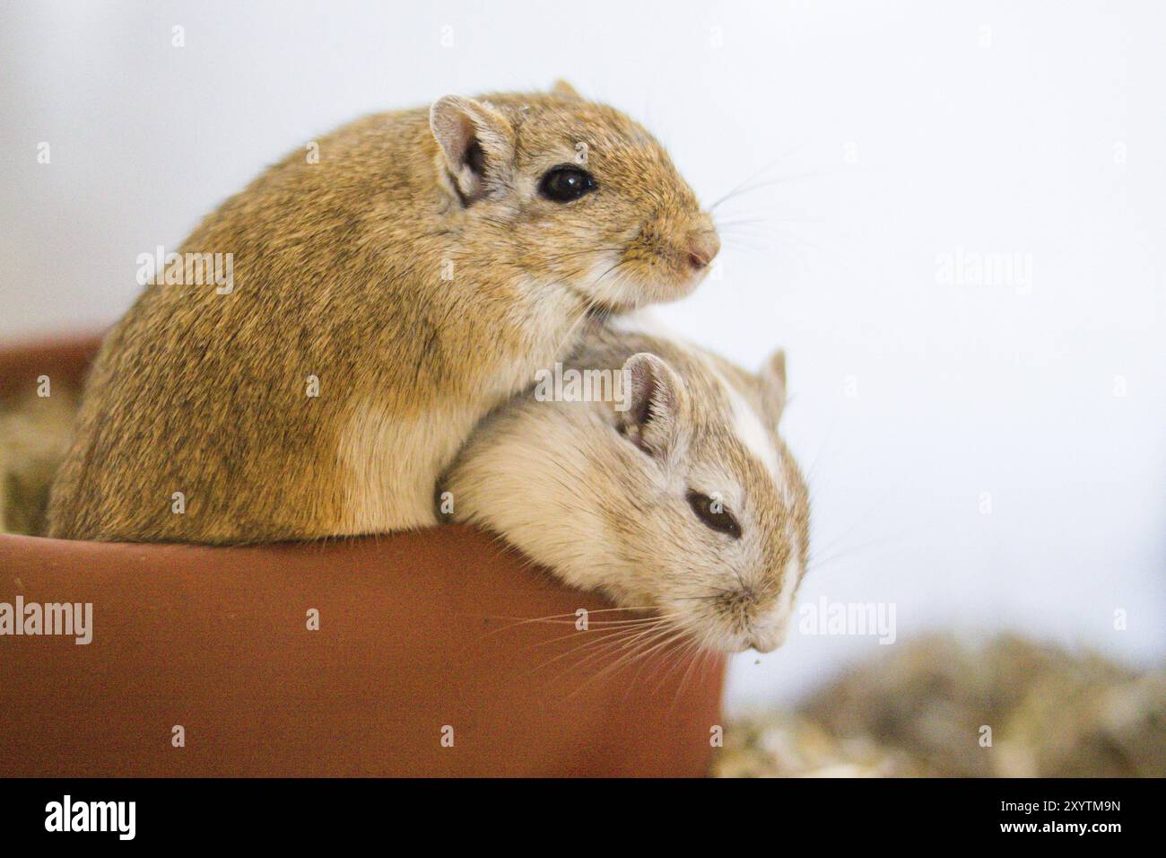 Mongolian gerbils (Meriones) in the terrarium Stock Photo - Alamy