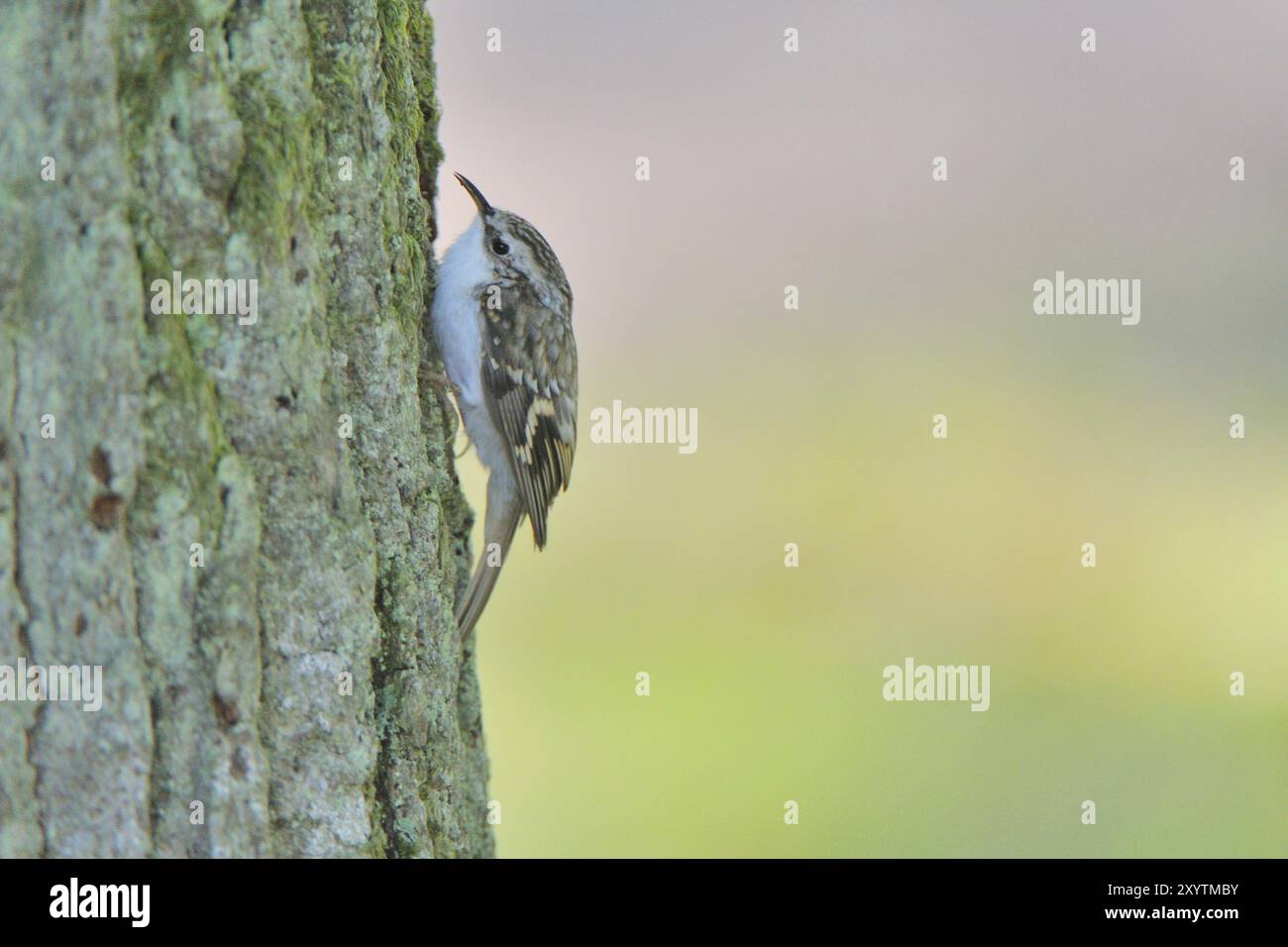 Treecreeper hunting hi-res stock photography and images - Alamy