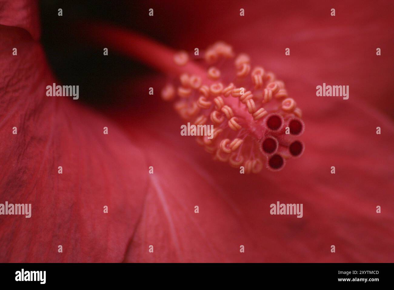 Mallows in pot hi-res stock photography and images - Alamy
