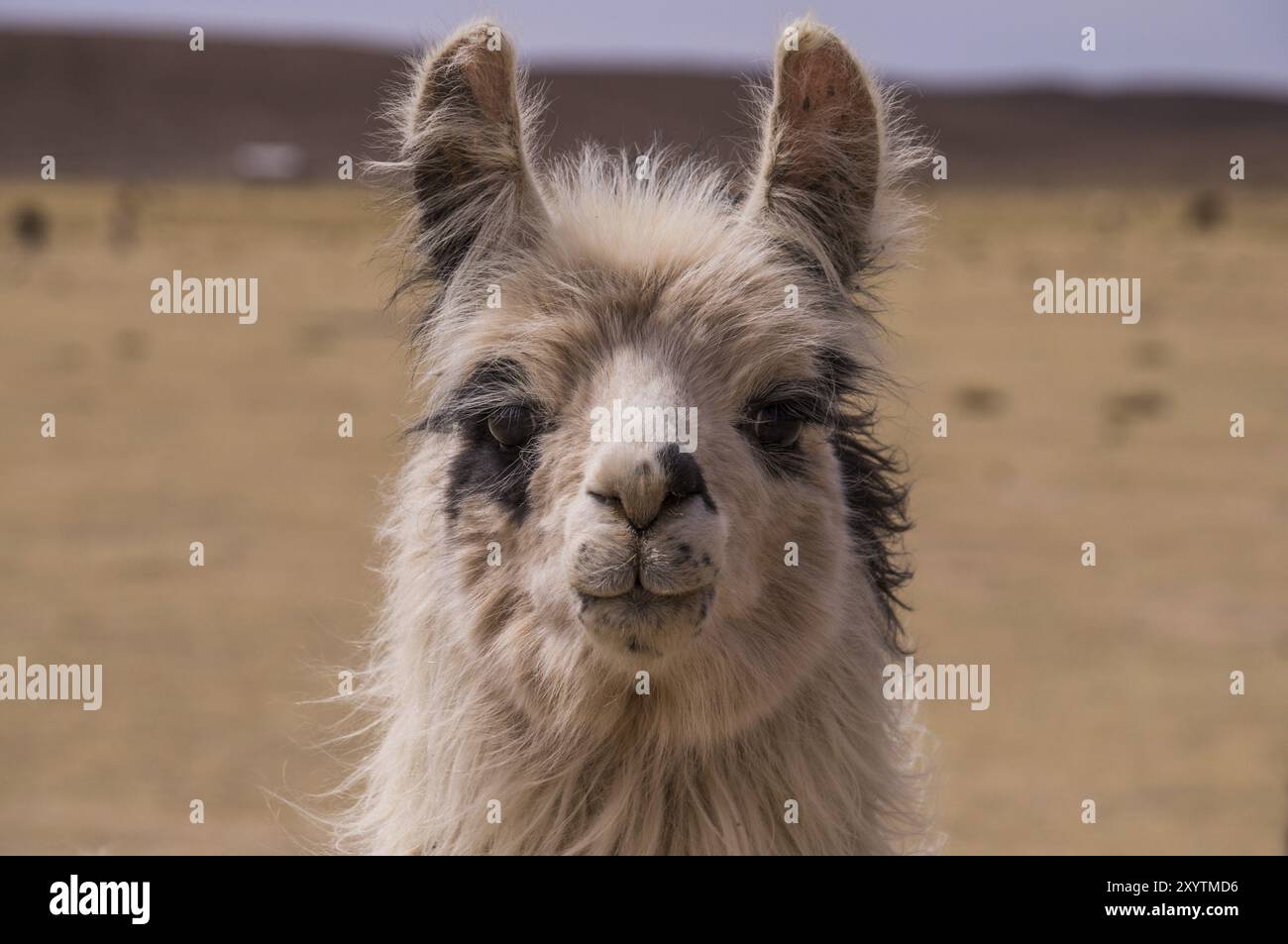 Portrait of an alpaca. A cloe up to a lama. Lamas and alpacas are very ...