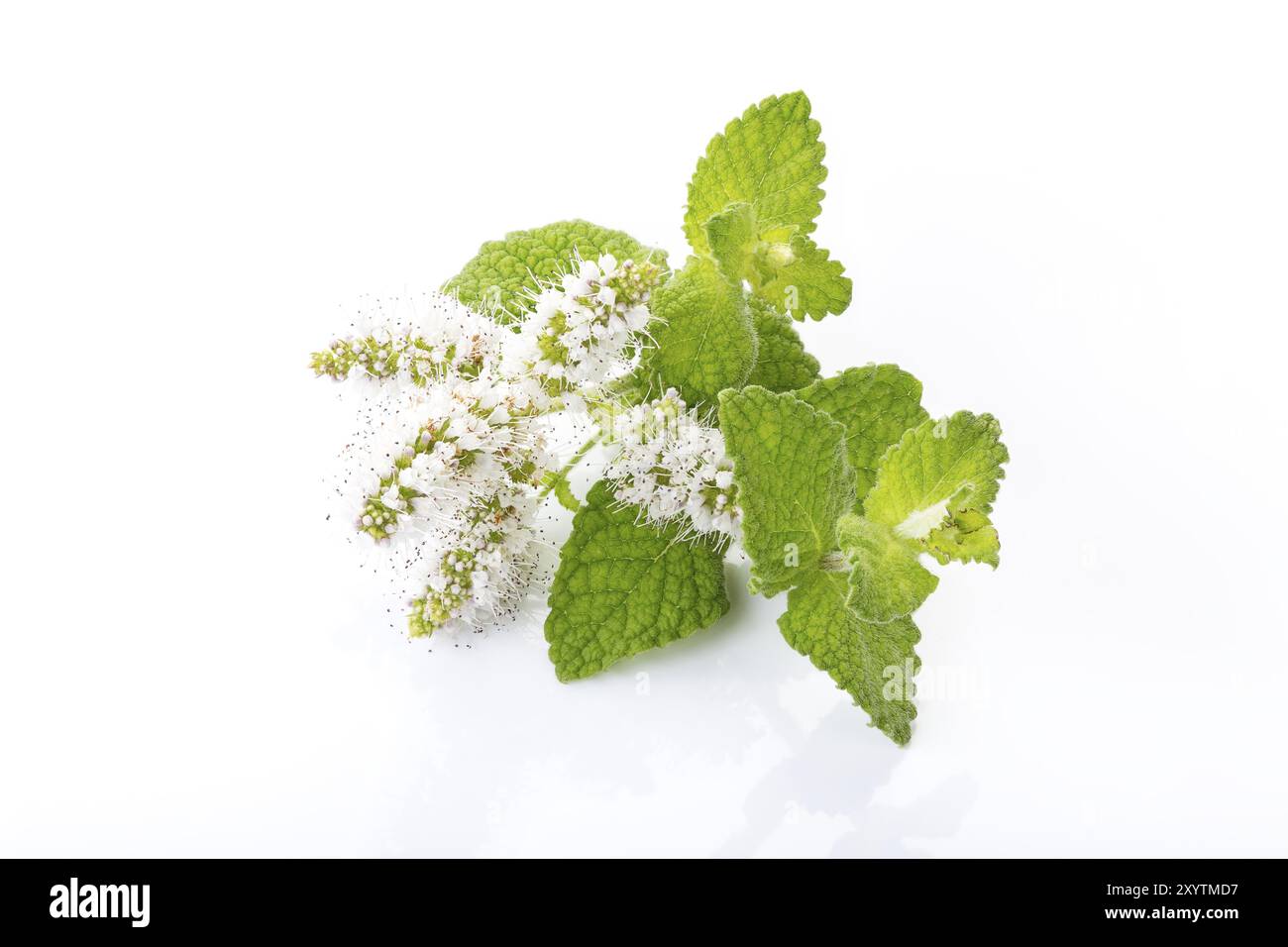 Fresh peppermint with flowers on white background. Mentha rotundifolia ...