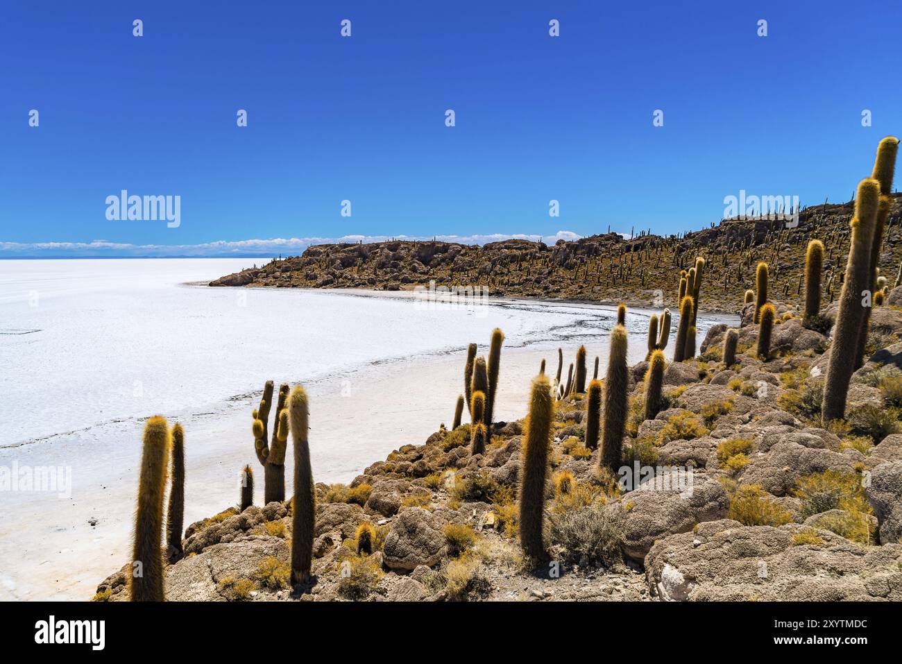 View of the Island of gigantic cactus Incahuasi in the middle of Uyuni ...