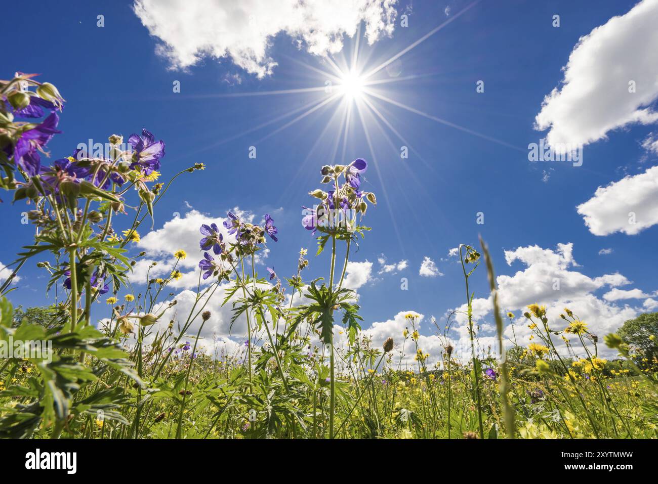 The sun's rays on a meadow of flowers Stock Photo - Alamy