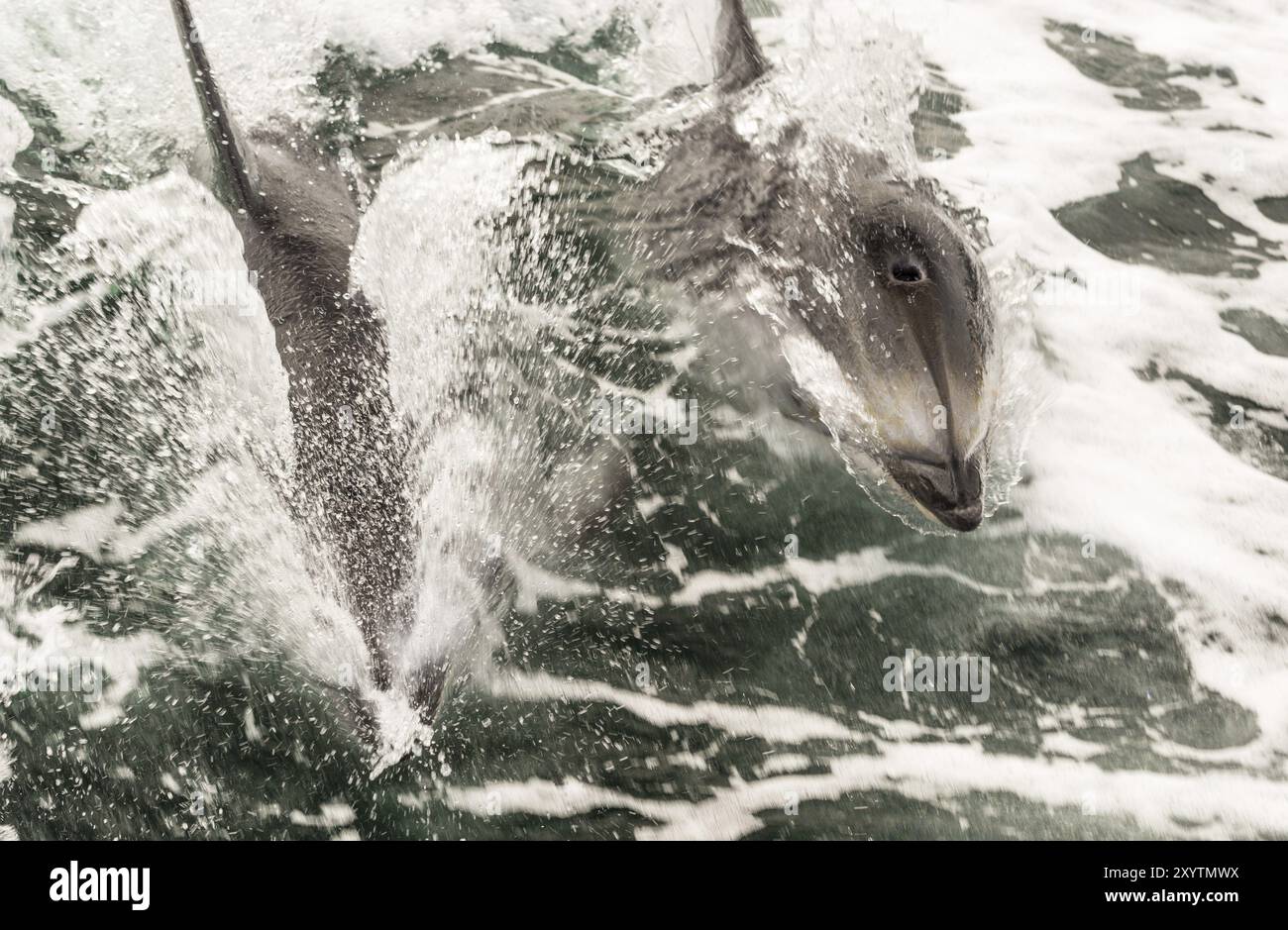Whale spraying water hi-res stock photography and images - Alamy