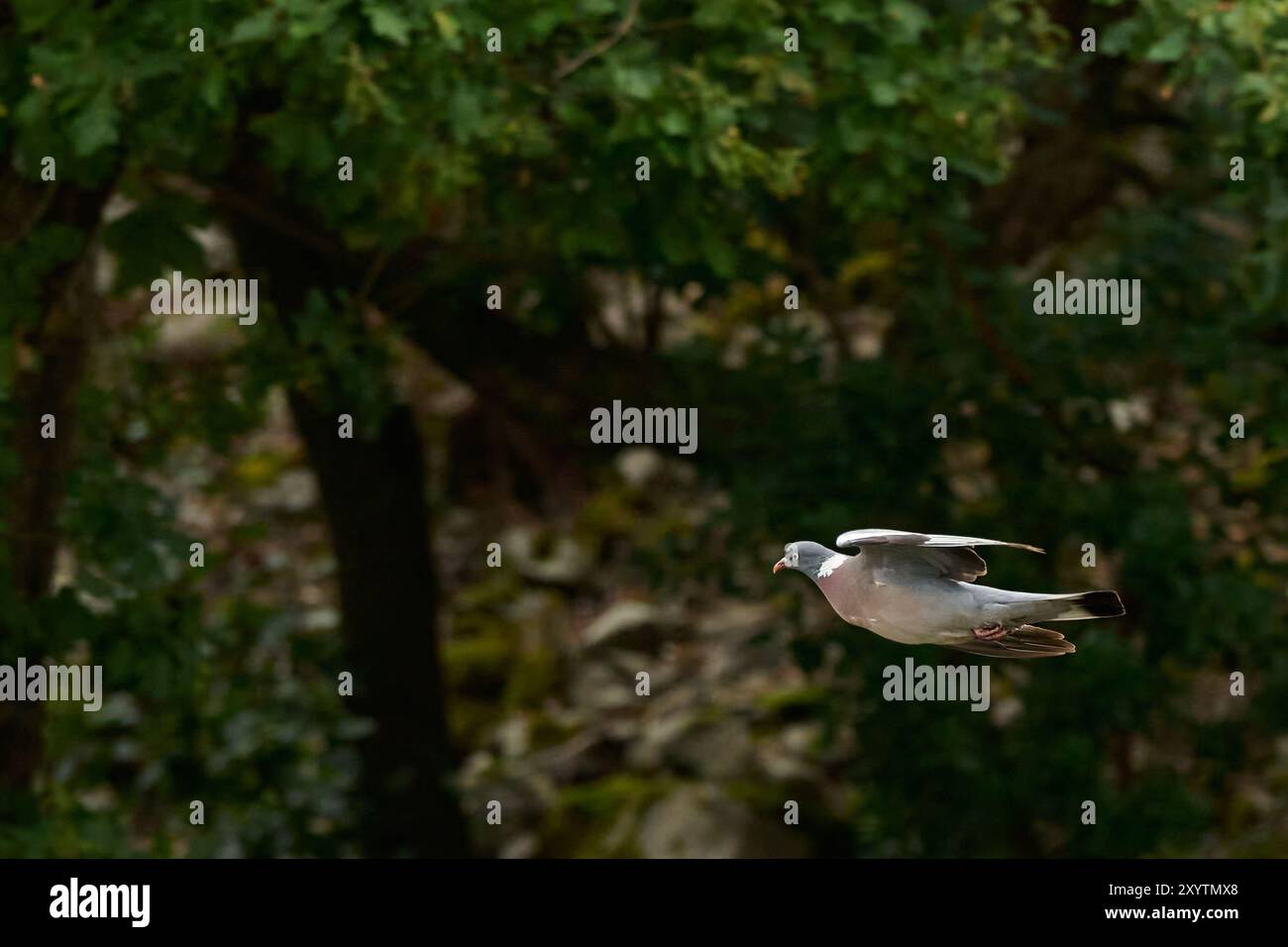 Woodpigeon flying tree hi-res stock photography and images - Alamy