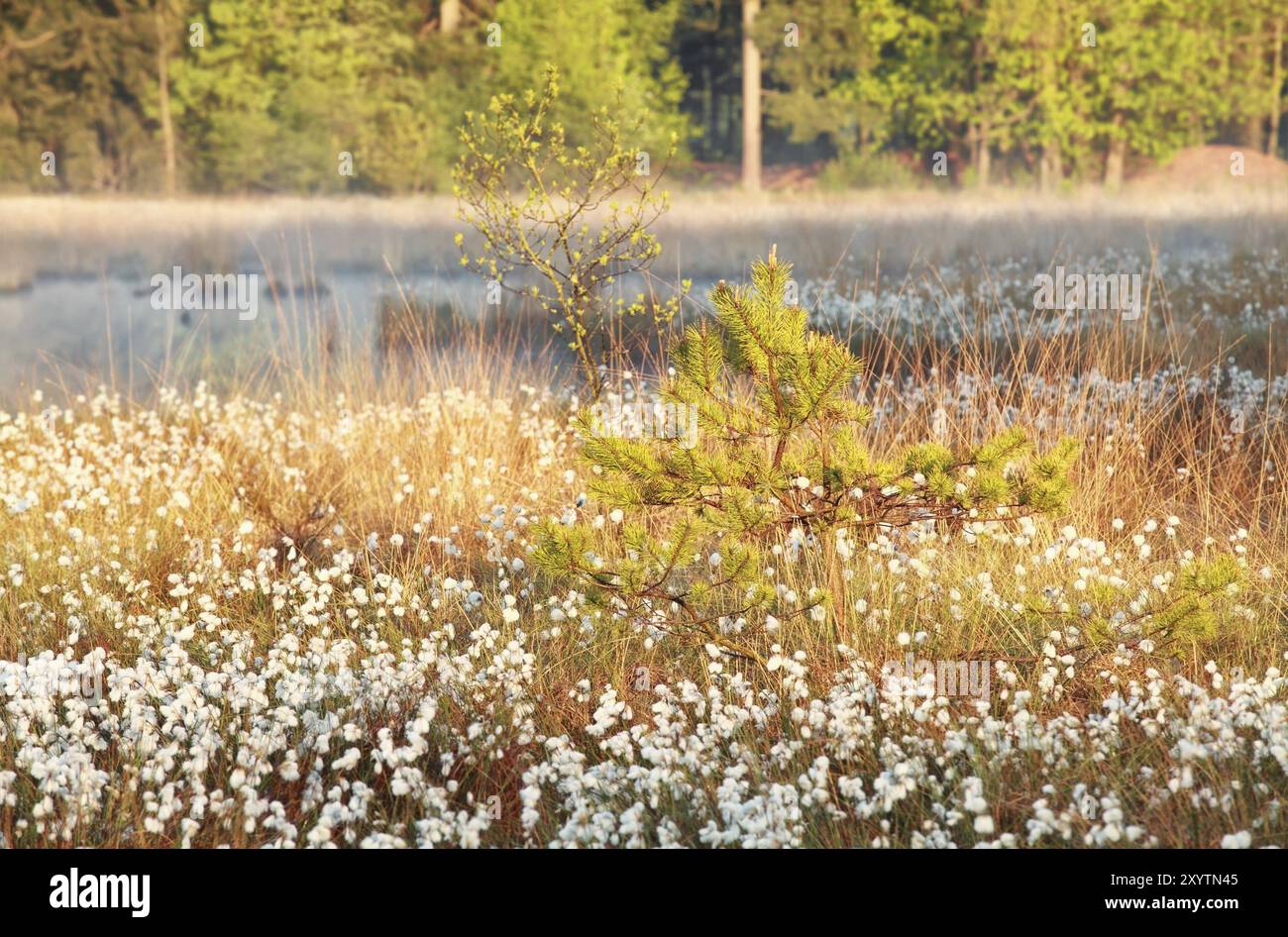 Shot swamp in spring hi-res stock photography and images - Alamy