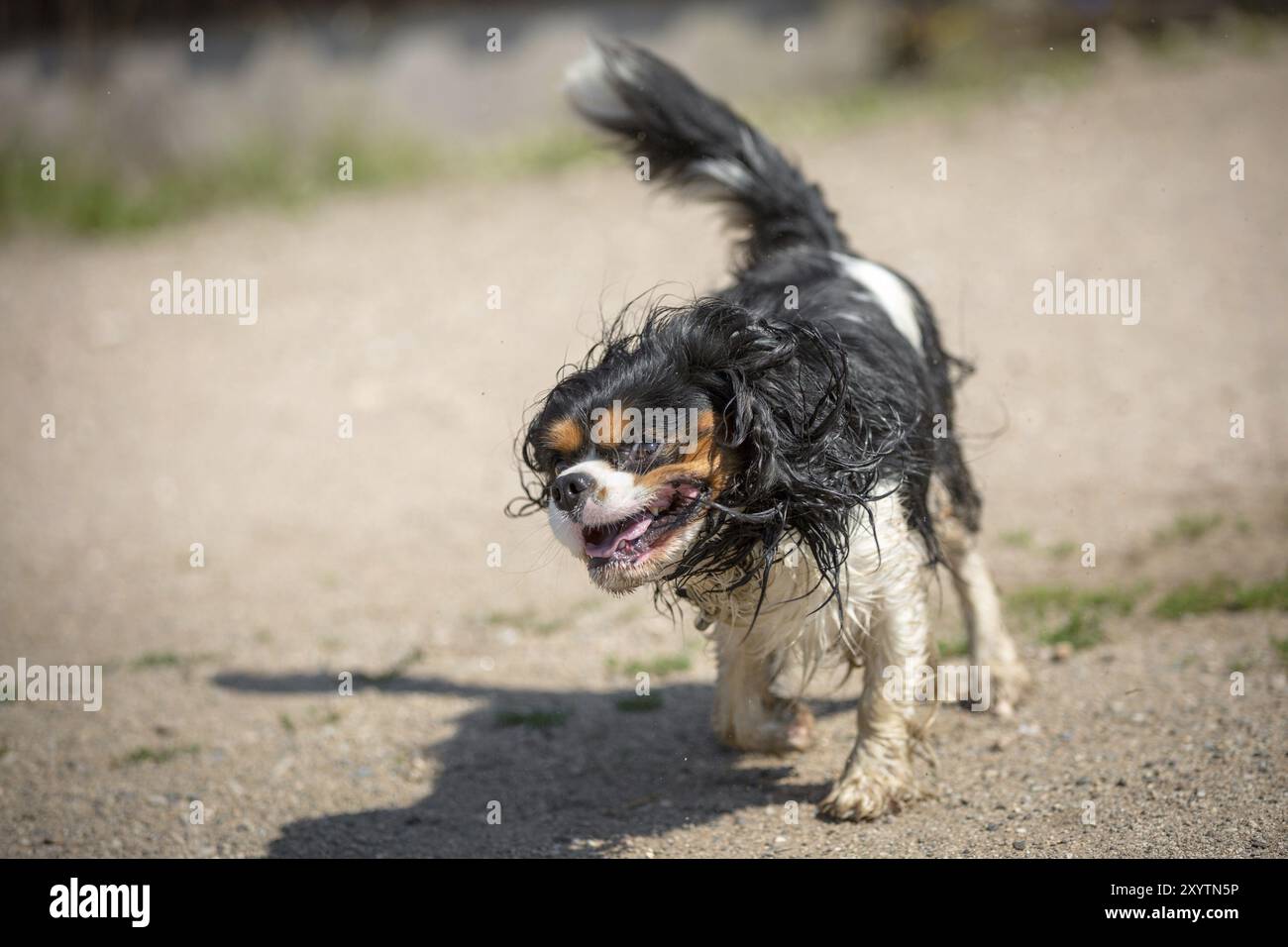 Small wet dog hi-res stock photography and images - Alamy