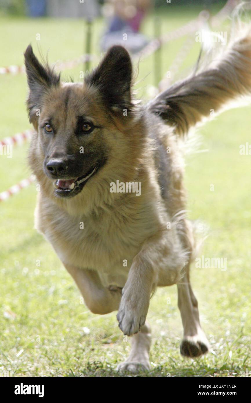 Shepherd dog at a dog race Stock Photo - Alamy