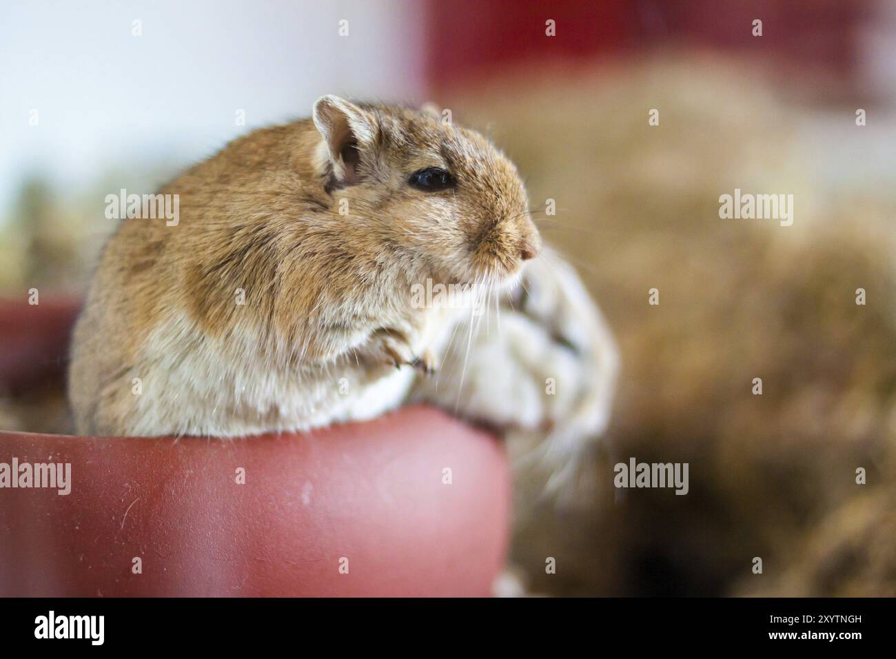 Mongolian gerbils (Meriones) in the terrarium Stock Photo - Alamy