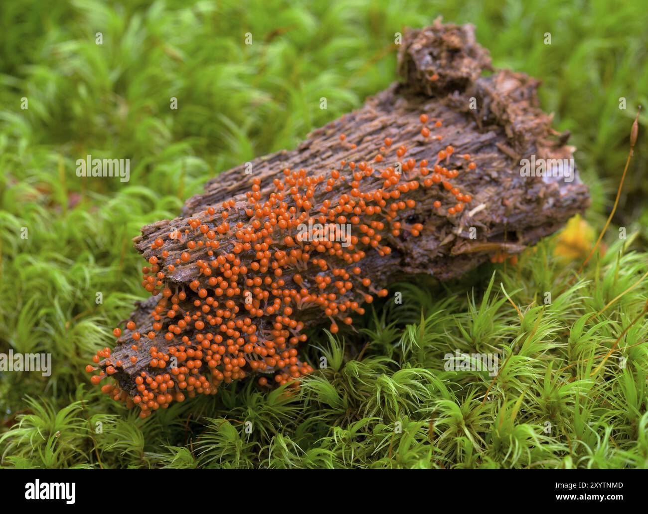 Slime moulds (Arcyria stipata) growing on a piece of dead wood, laying ...