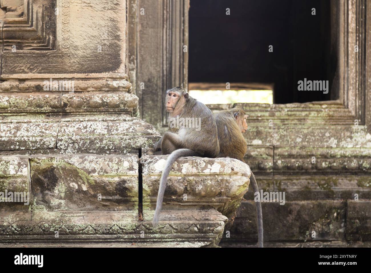 Angkor wat monkeys hi-res stock photography and images - Alamy