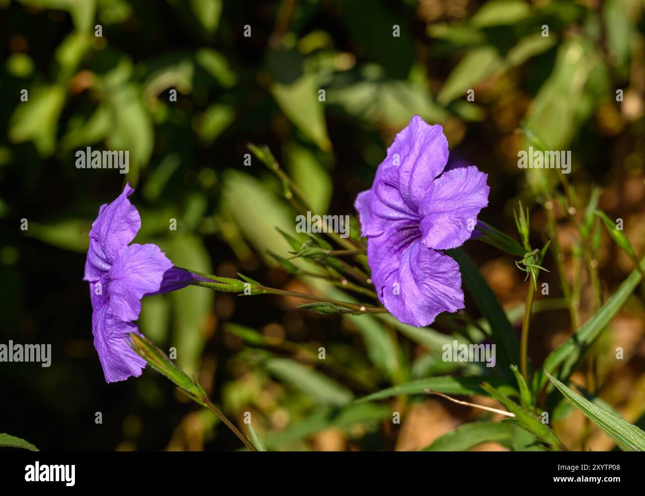Xeriscaped yard hi-res stock photography and images - Alamy