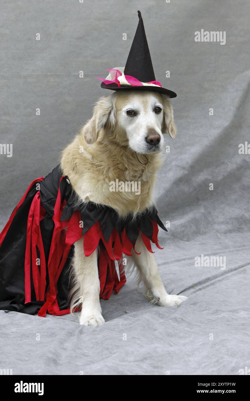 Witches costume no people hi-res stock photography and images - Alamy