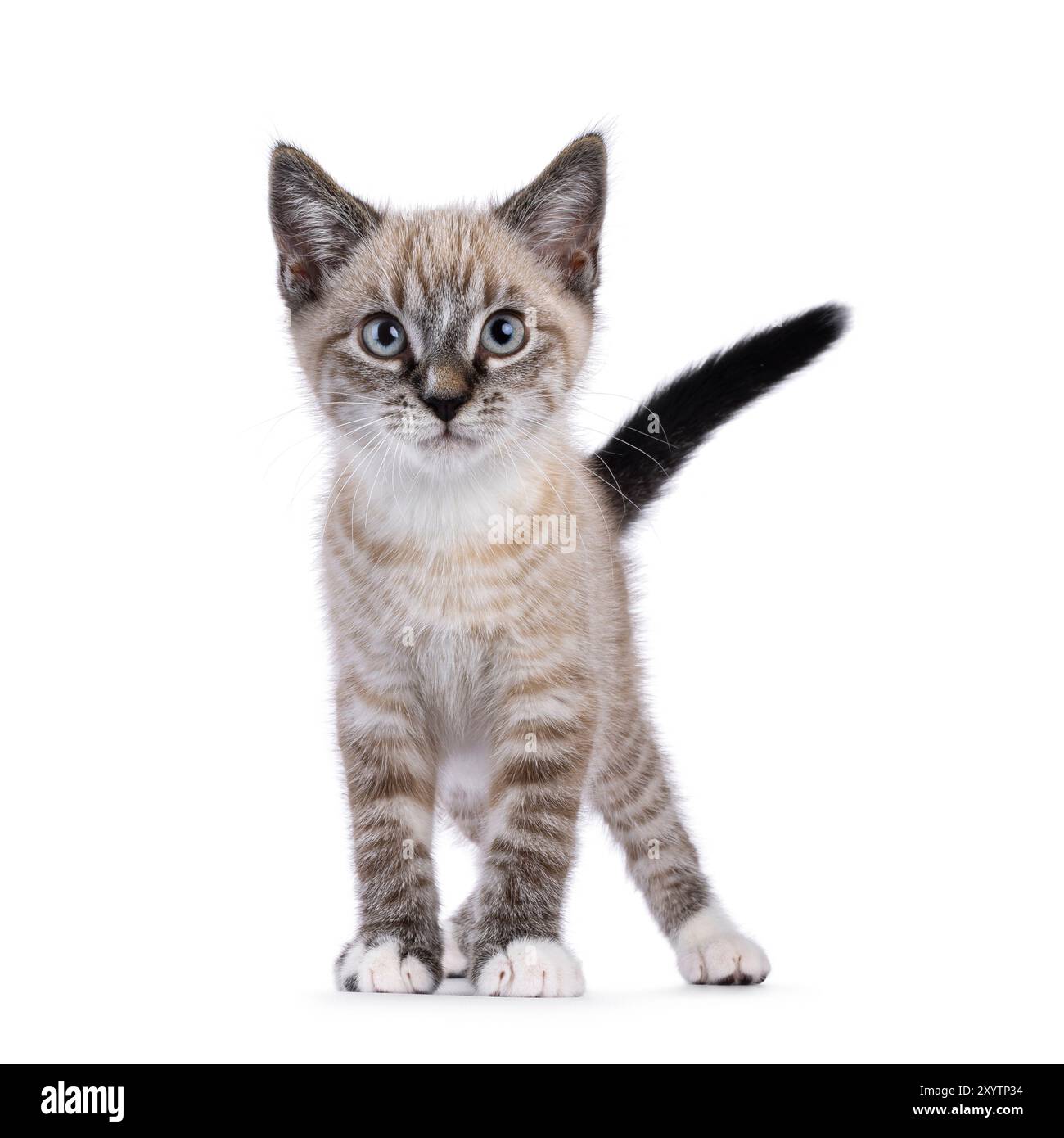 Expressive house cat kitten, with tabby point pattern, standing up ...