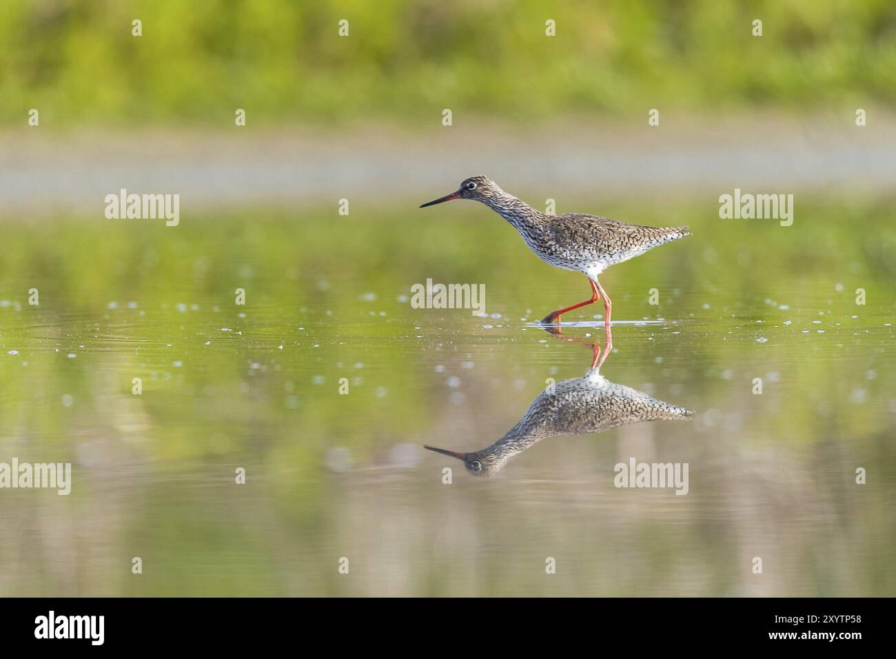 Female ruff reflecting on the blue water of a pond Stock Photo - Alamy