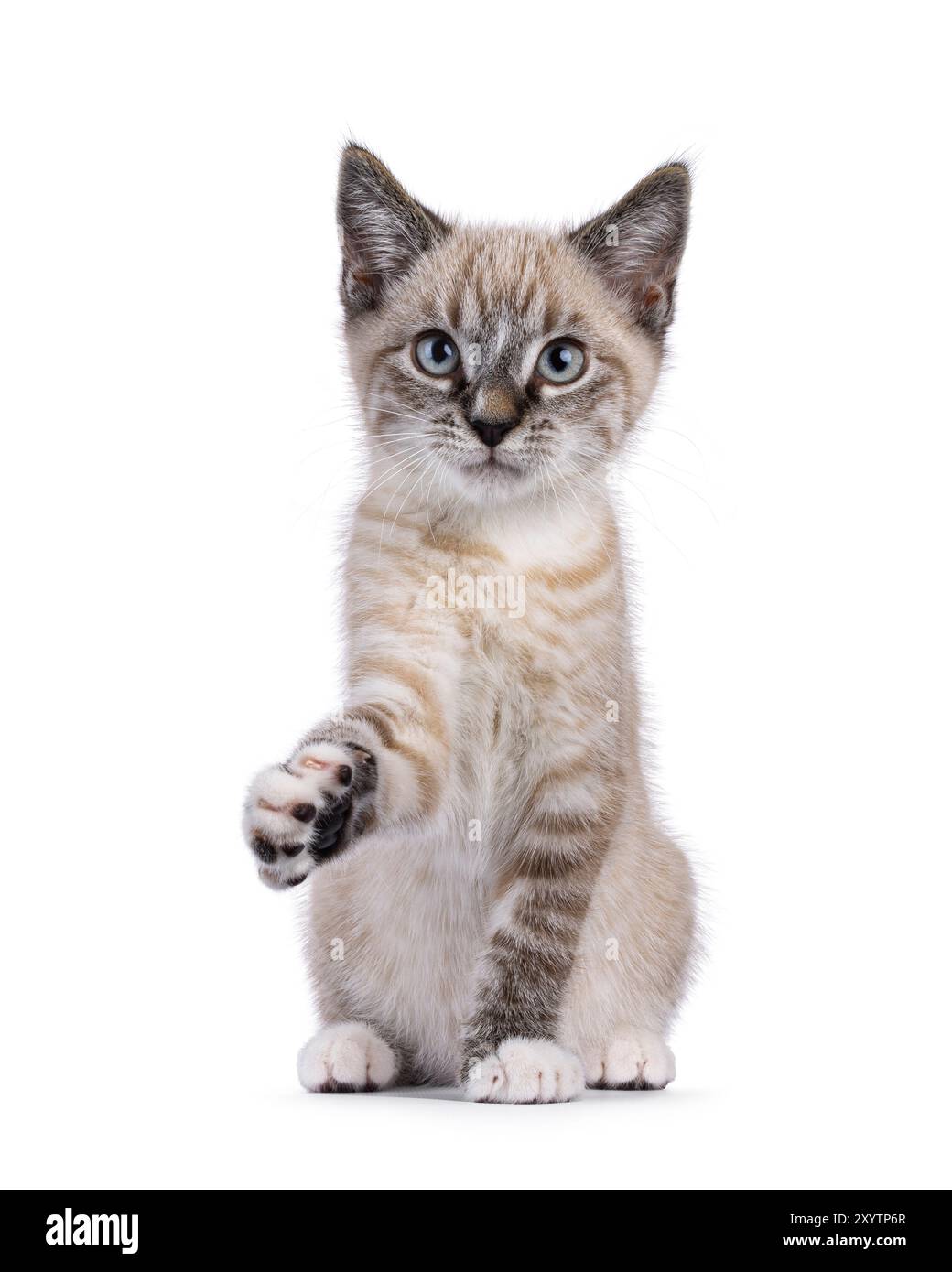 Expressive house cat kitten, with tabby point pattern, sitting up ...