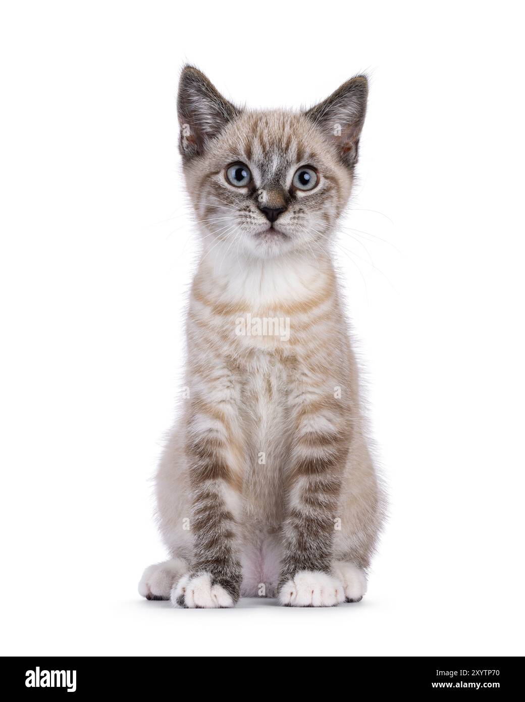 Close up tabby domestic Cut Out Stock Images & Pictures - Alamy