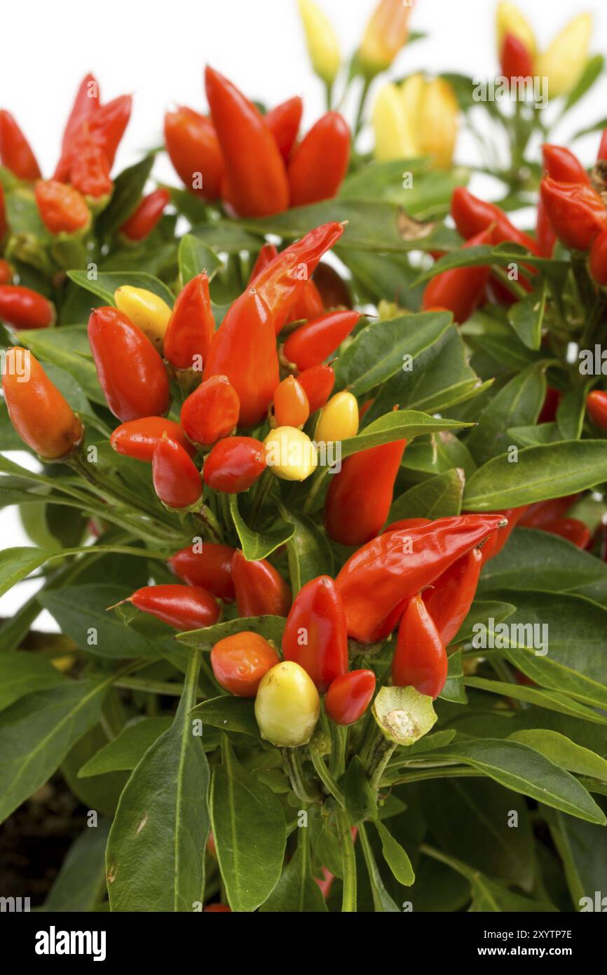 Red hot chili pepper tree Stock Photo - Alamy