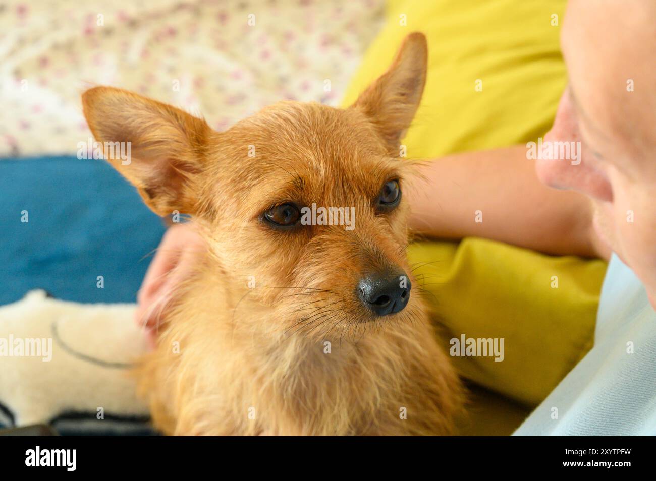 portrait of a small red eared dog Stock Photo - Alamy