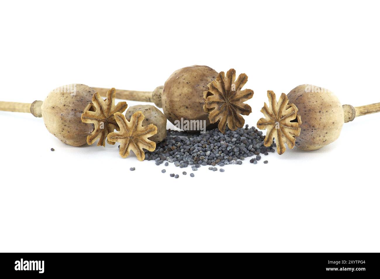 Dried poppy heads and pile of poppy seeds isolated on white background ...