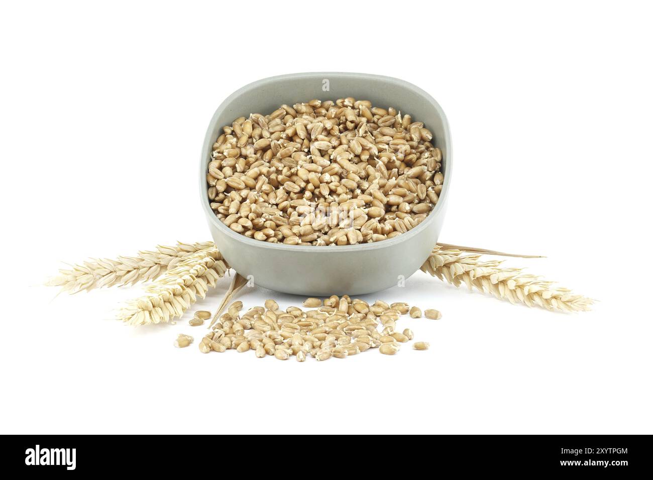 Gray ceramic bowl filled with wheat grains and stalks of ear of wheat ...