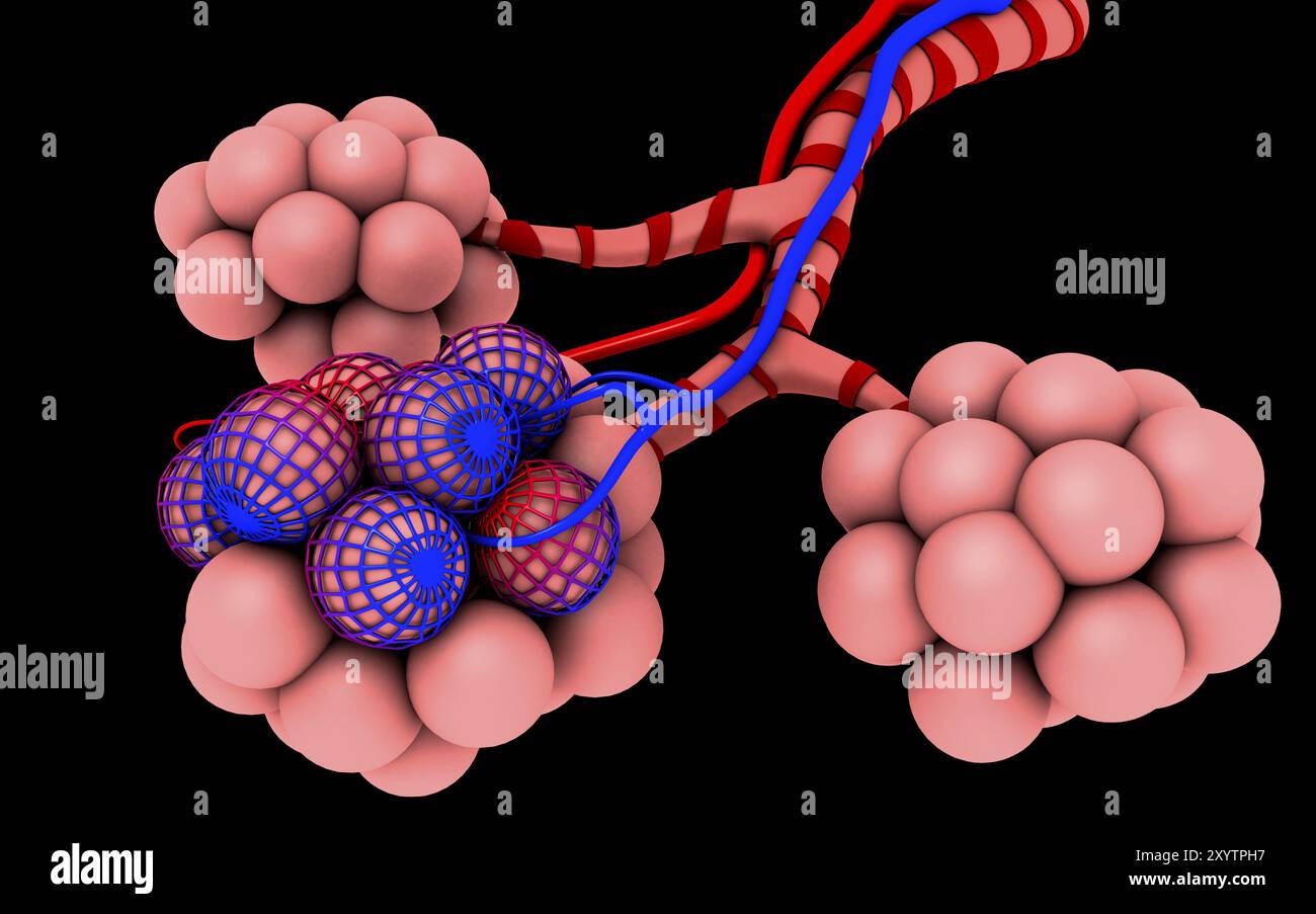 Alveoli and blood vessels hi-res stock photography and images - Alamy