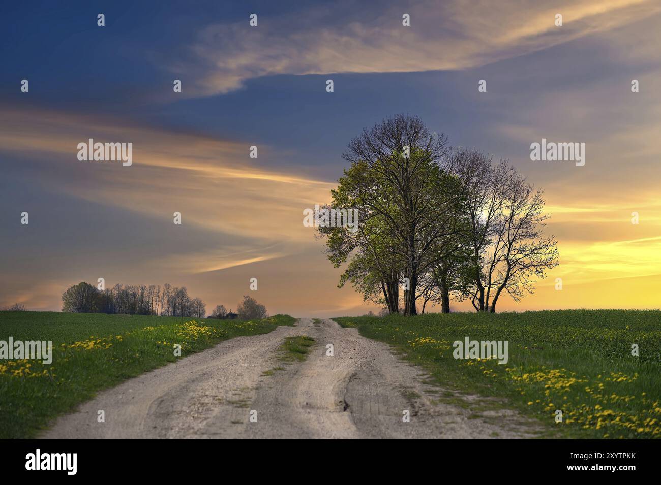 Rural scene featuring a straight, dirt country road extending from the ...