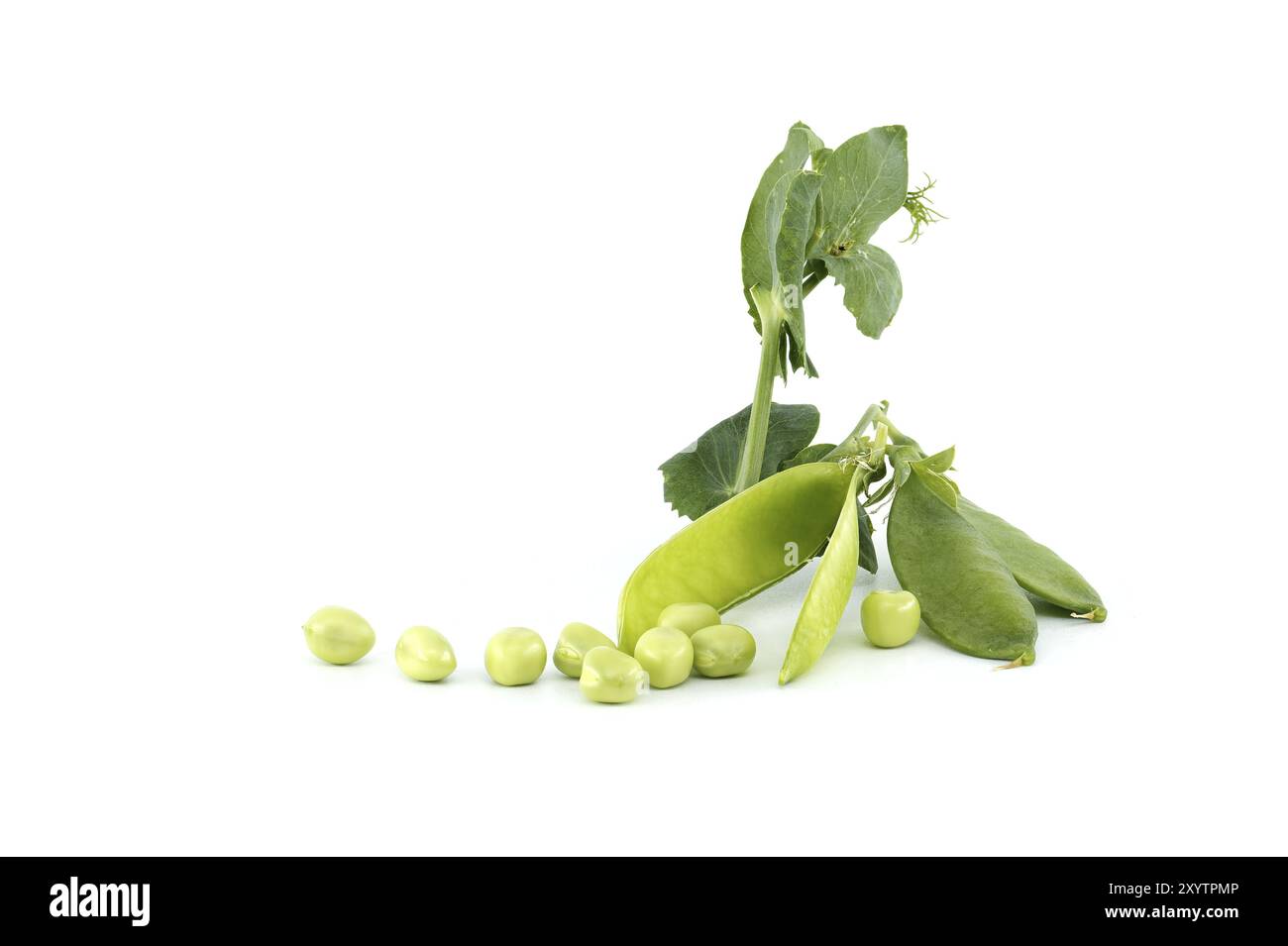 Fresh garden peas pods with green leaves isolated on a white background ...