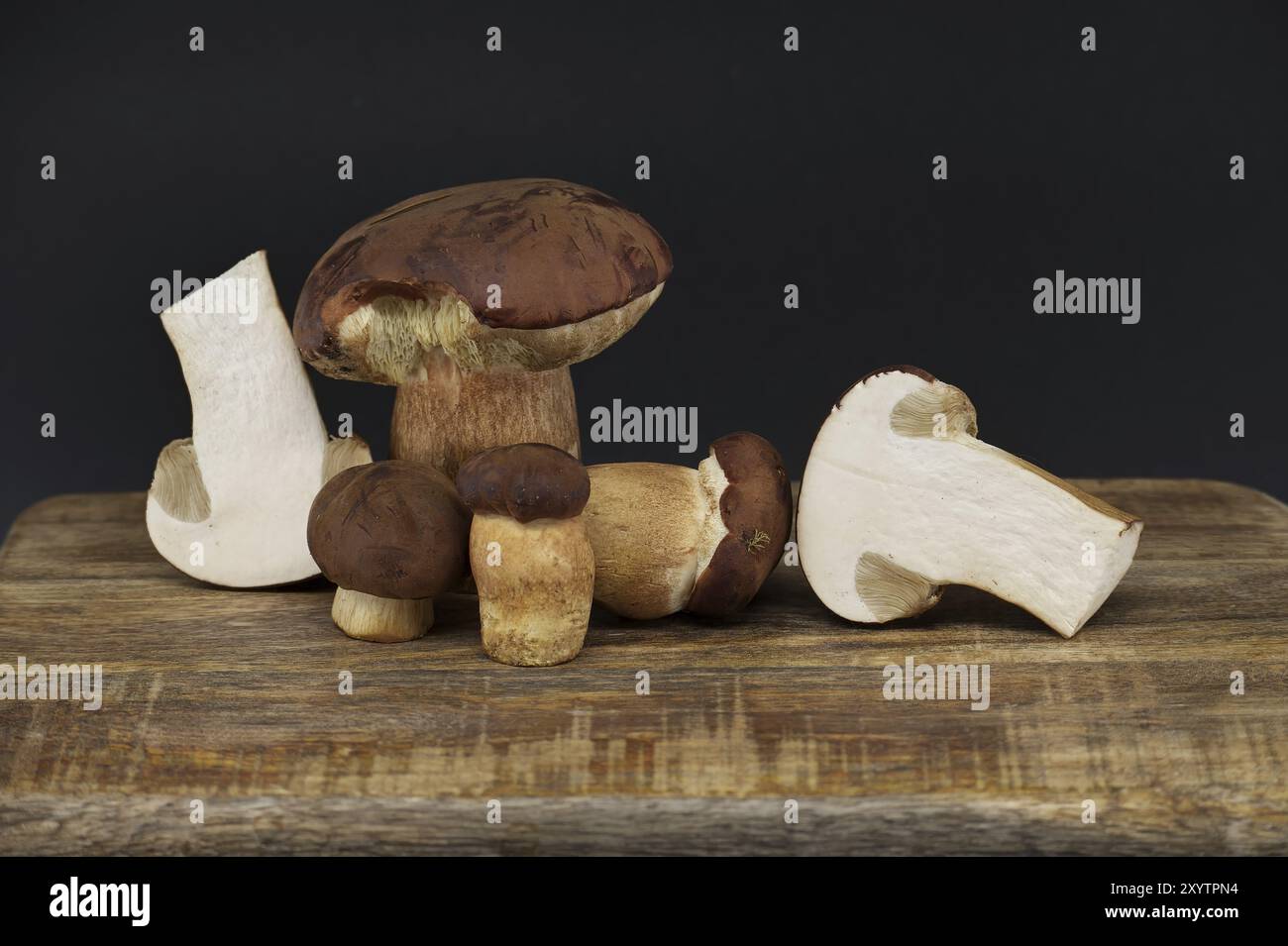 Boletus pinophilus, commonly known as the pine bolete or pinewood king ...