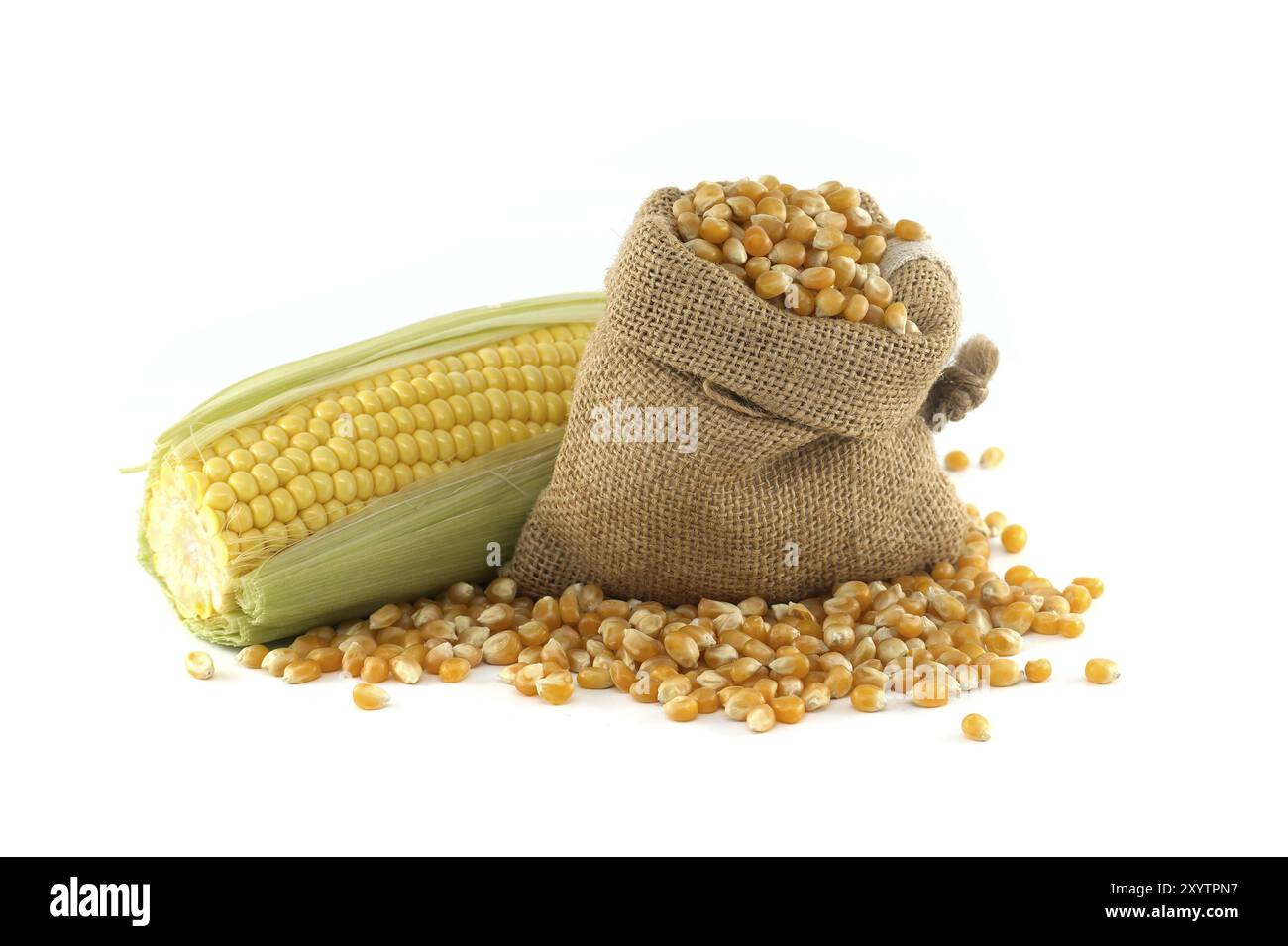 Corn kernels spilling from a hessian bag near fresh maize or corn on ...