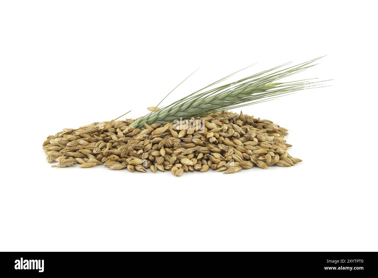 Barley seeds with the outer husk and barley ears isolated on white ...