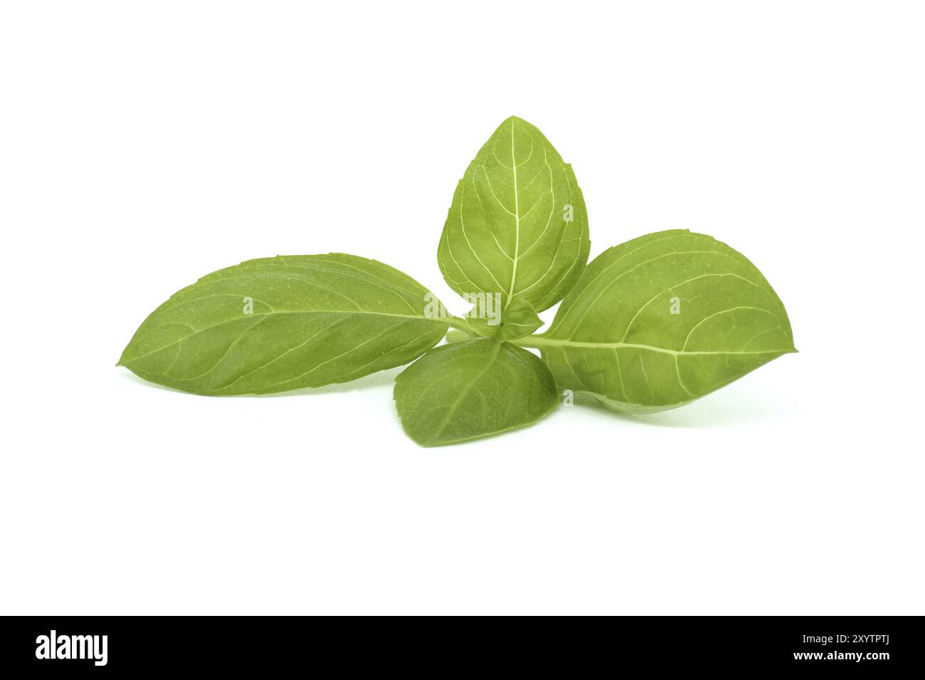 Fresh sprig of basil (Ocimum basilicum) isolated on white background ...