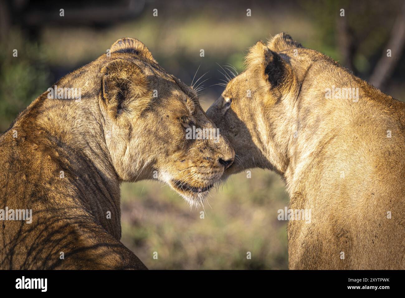 Female lionesses (Panthera leo) cuddling, Balule Plains, South Africa ...