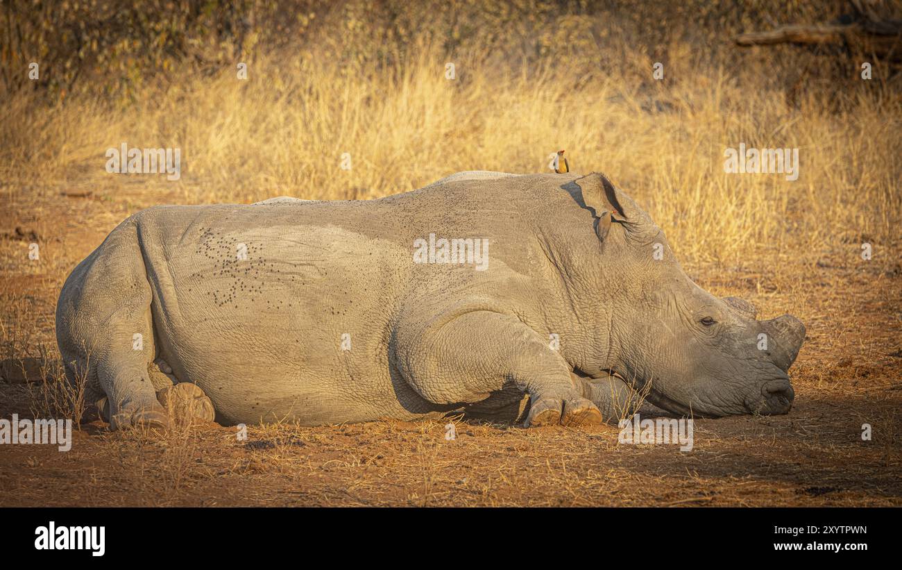 Reclining white rhinoceros (Ceratotherium simum) with sawed-off horn ...