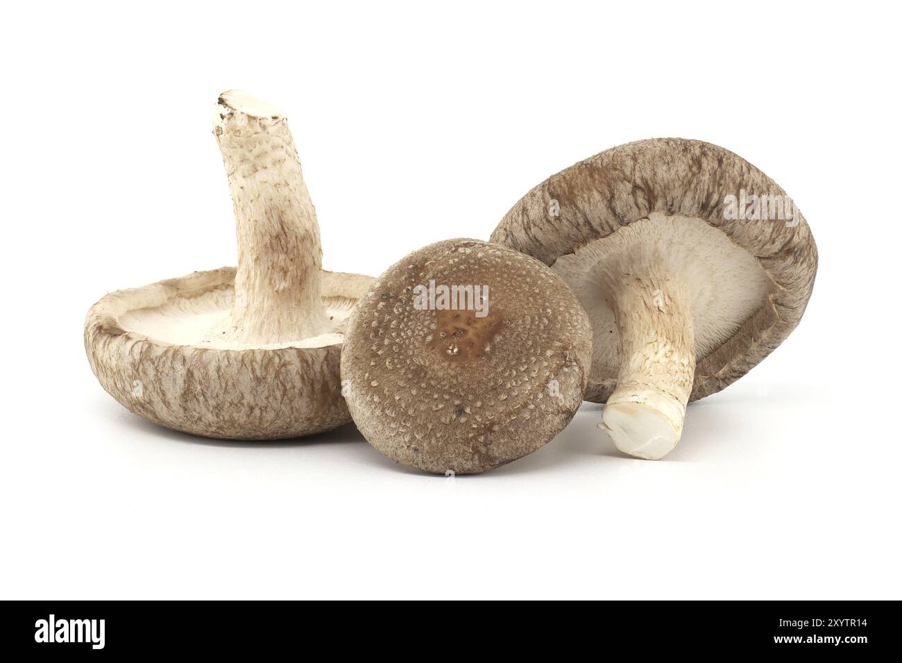 Shiitake mushrooms (Lentinula edodes) isolated on white background ...