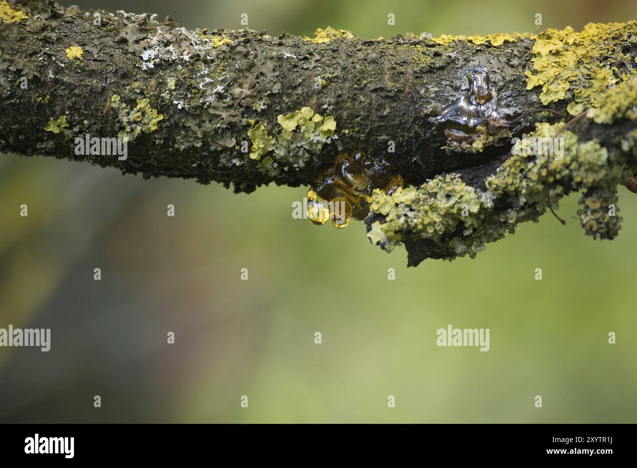 Sap oozing from cherry tree branch and glistening in the light, branch ...