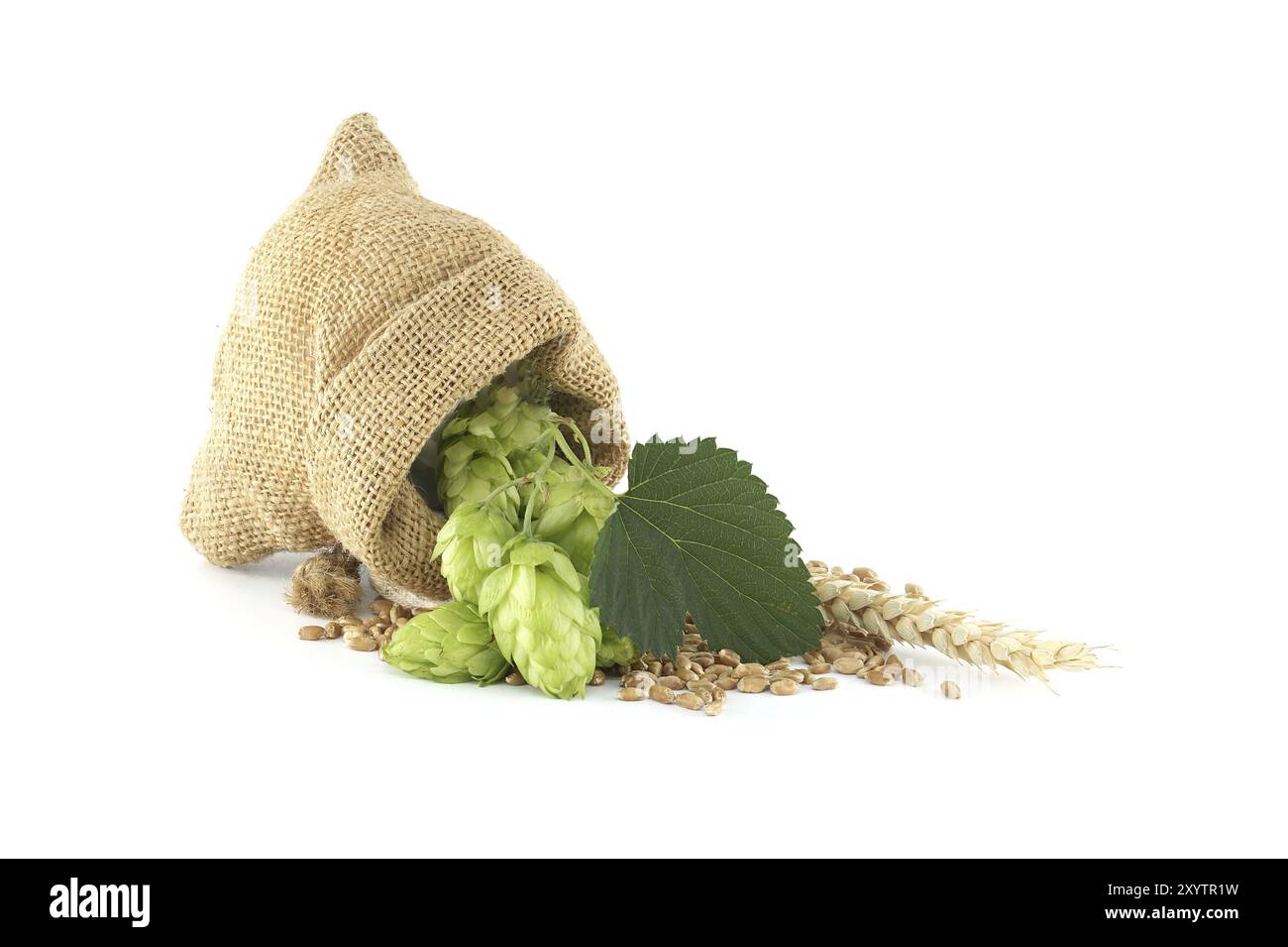 Bag full of hops and wheat isolated on white background, important ...
