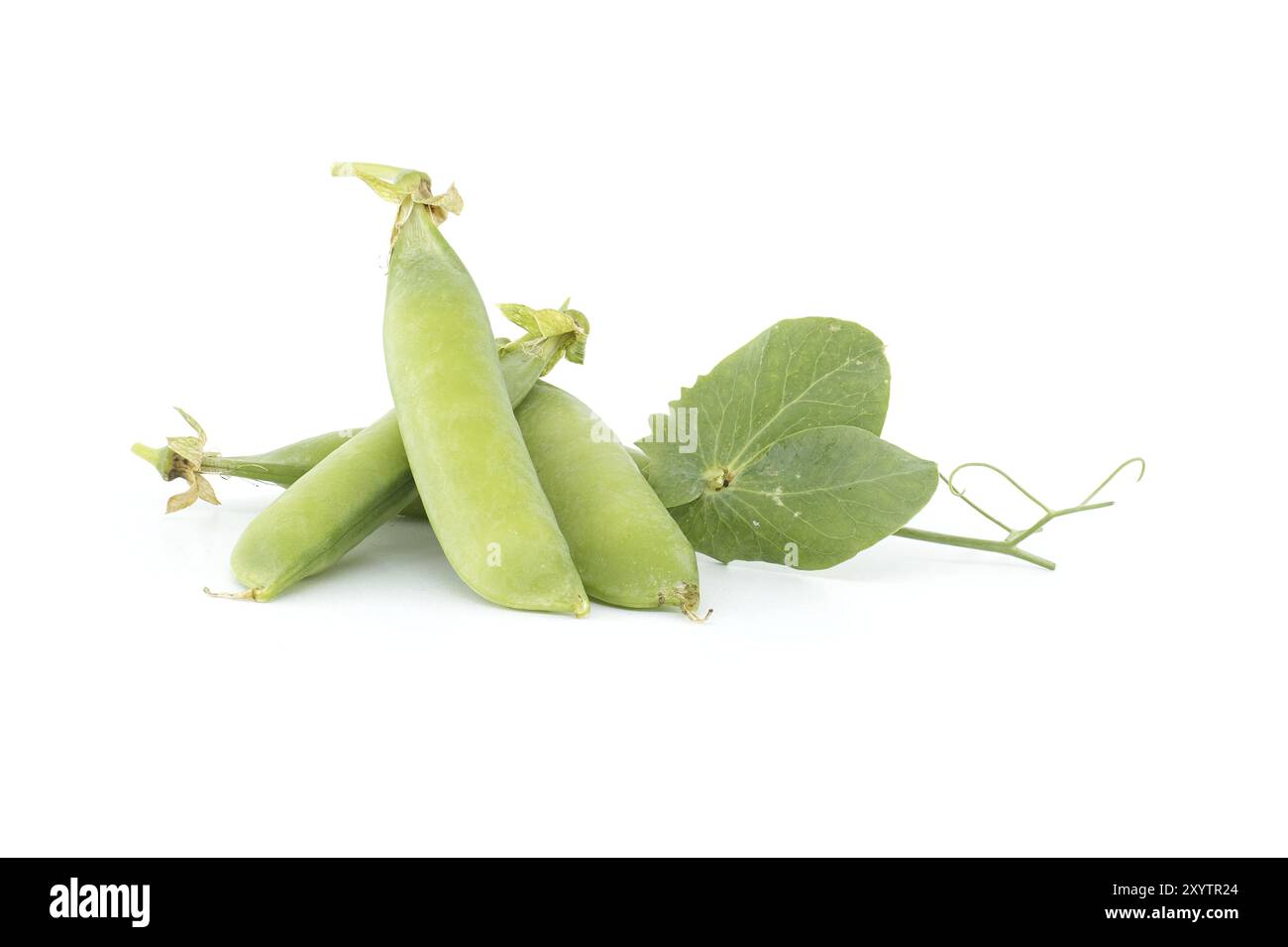 Fresh English peas pods with green leaves isolated on a white ...