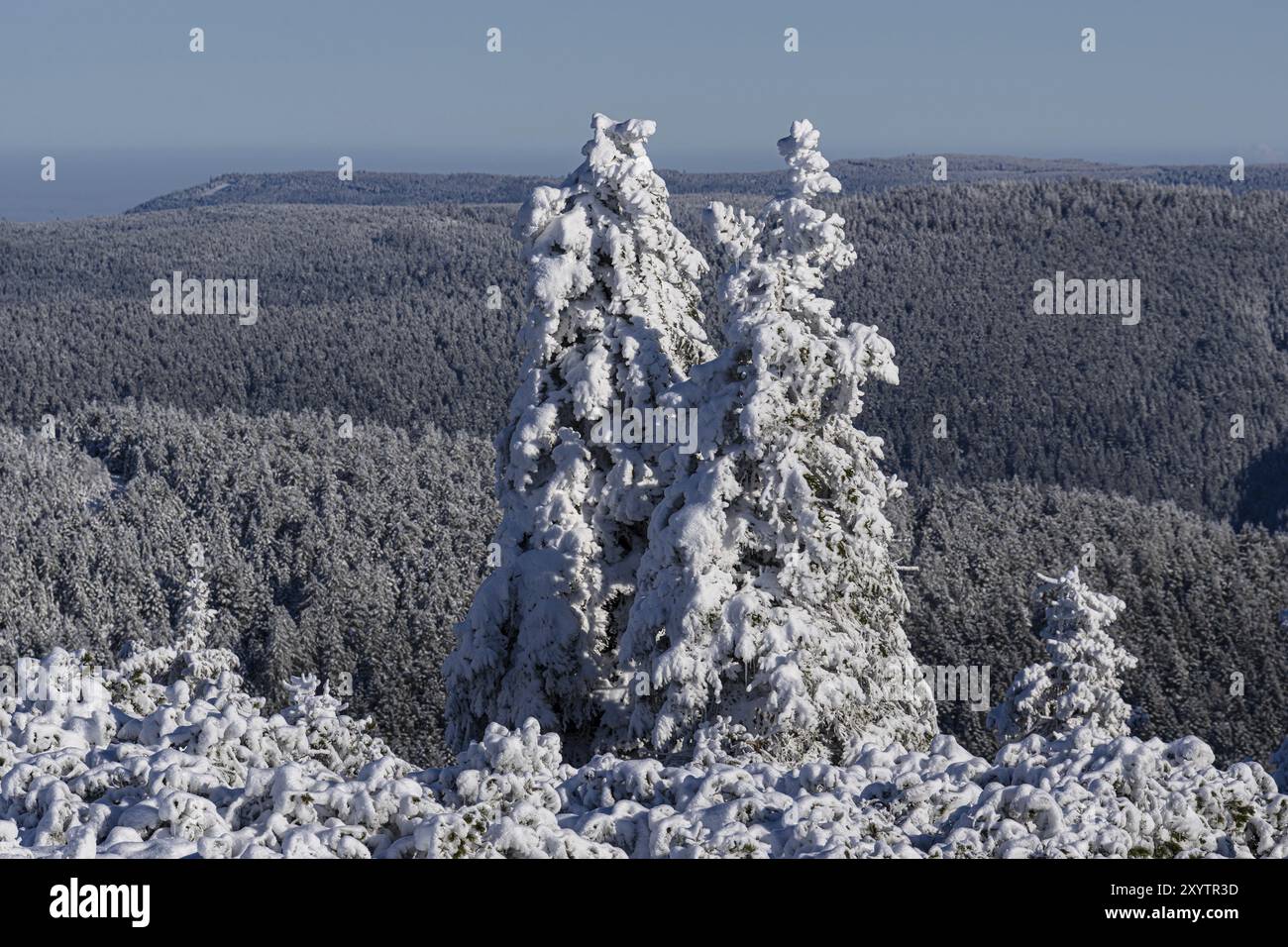 Icy tree sculptures Stock Photo - Alamy