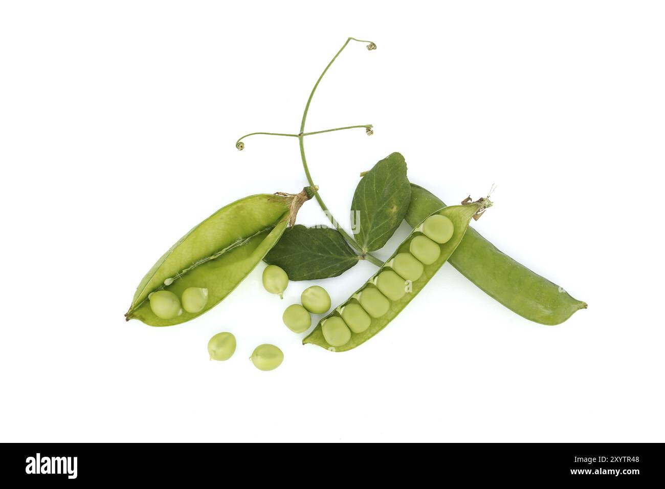 The pea pod is partially surrounded by a large green leaf with a ...