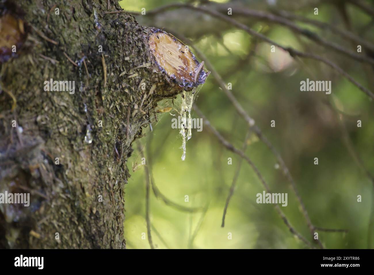 Beautiful tree sap dripping hi-res stock photography and images - Alamy