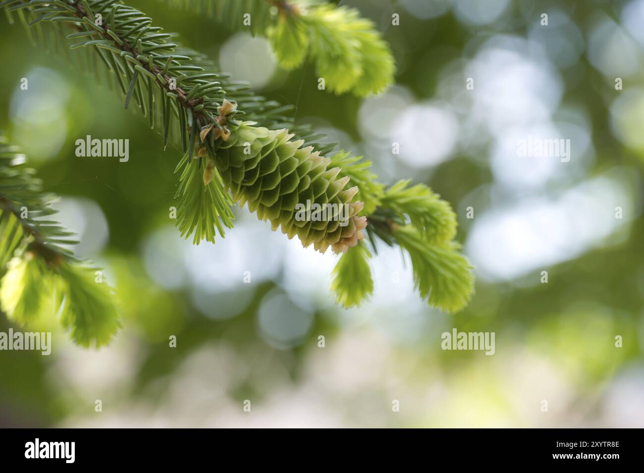 Hints of light pink hi-res stock photography and images - Alamy