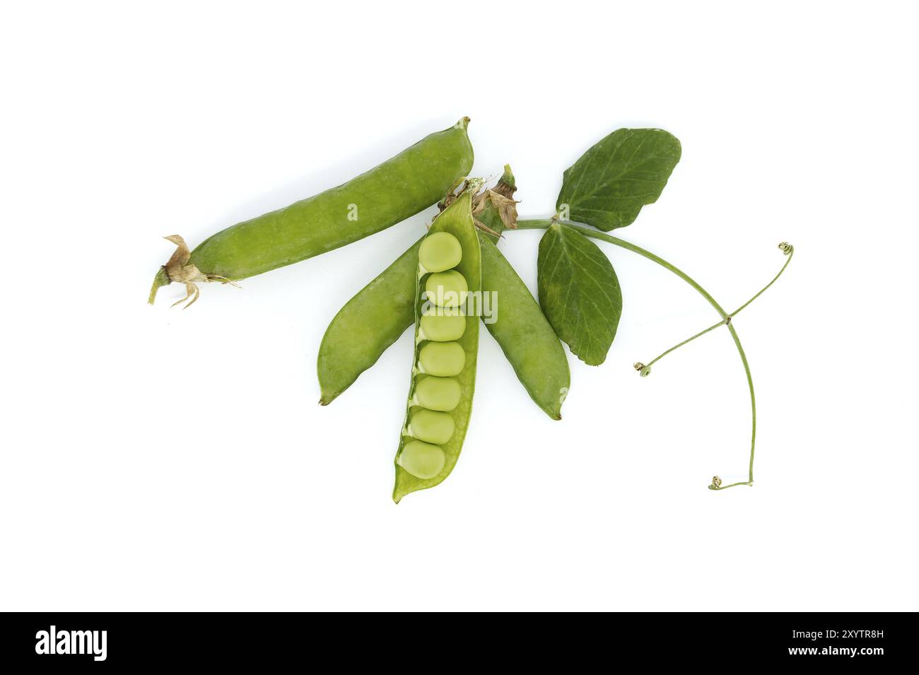 The pea pod is partially surrounded by a large green leaf with a ...