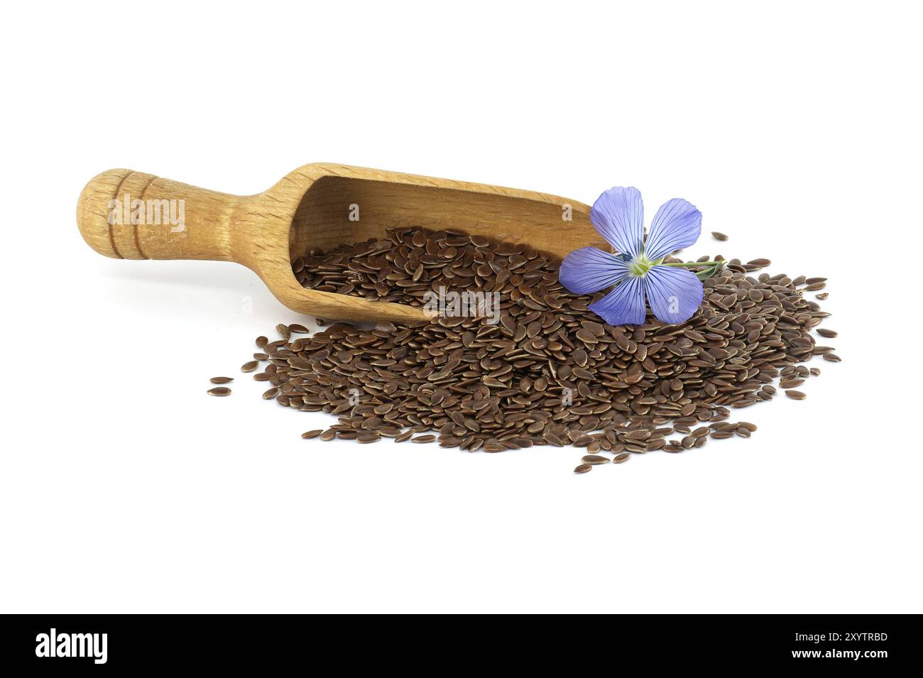 Blue flax blossom and seeds in close up isolated on white background ...