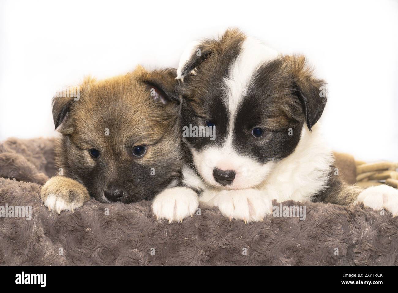 Three-week-old puppies (Icelandic dogs Stock Photo - Alamy